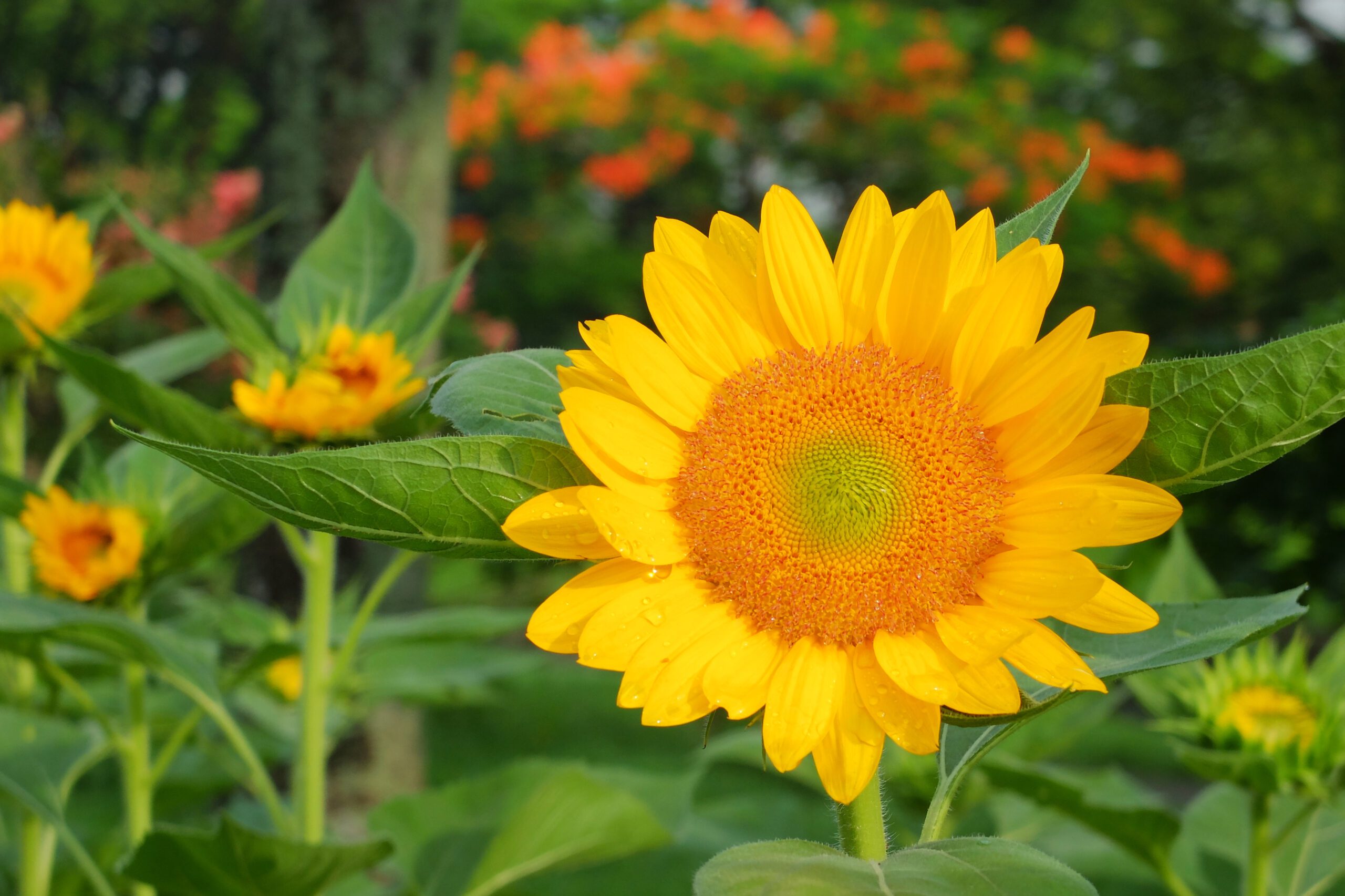 Guidelines for the 2017 NCPAG Recognition Rites - NCPAG - UP National ...